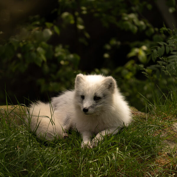 Due - Dyr - Miljøfoto