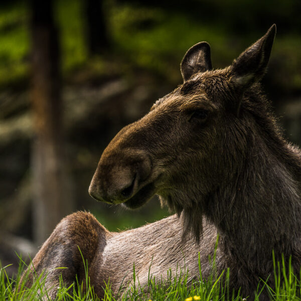 Due - Dyr - Miljøfoto